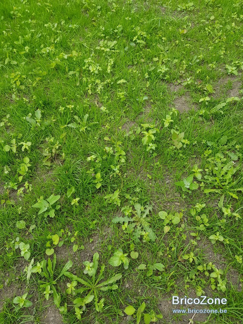Invasion de lierre et mauvaise herbe sur jeune gazon